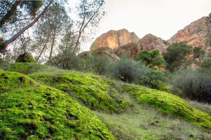 The Best Camping in Pinnacles National Park - Beyond The Tent