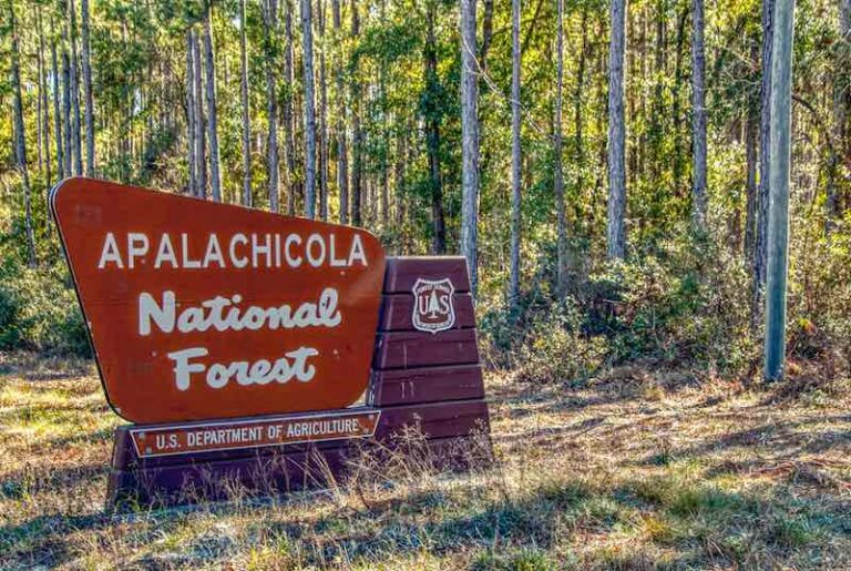 19 Best Places to Go Boondocking In Florida - Beyond The Tent