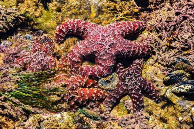 The Complete Guide to Crystal Cove State Park Camping - Beyond The Tent