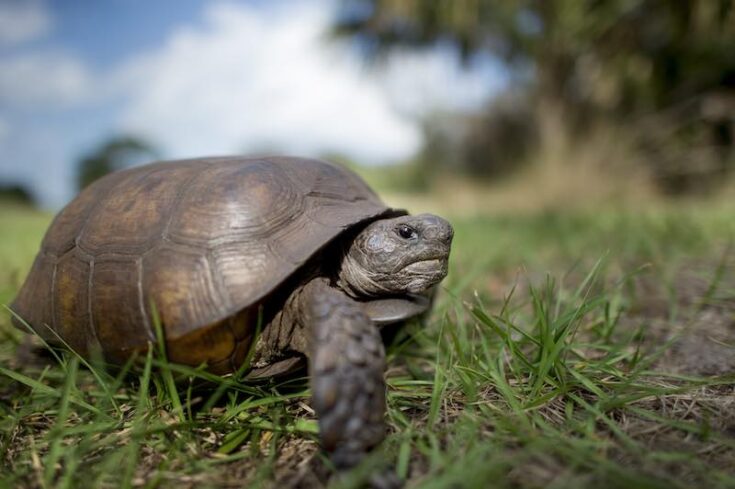 19 Best Places to Go Boondocking In Florida - Beyond The Tent