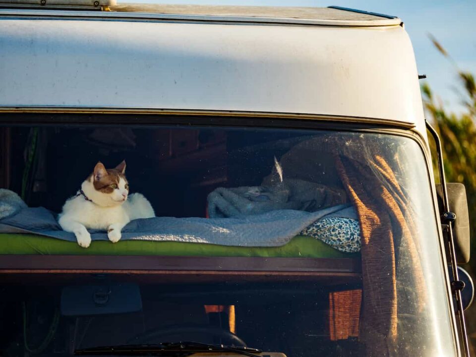 Camping With Pets: How to Have Fun and Bond With Your Pet - Beyond The Tent