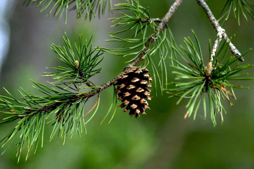 11 Amazing Uses for Pine Cones You Probably Didn't Know