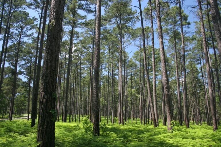 Sam Houston National Forest Camping: 11 Best Tips & More - Beyond The Tent