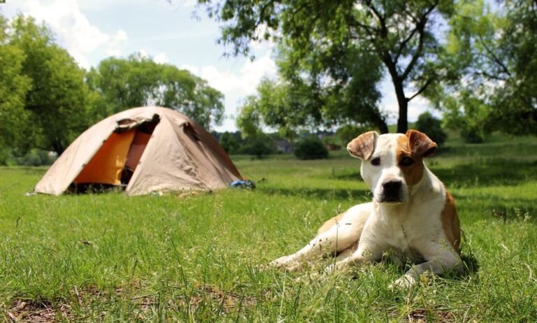 Dog Camping Essentials: 15 Items For Your Best Friend's Camping Trip ...