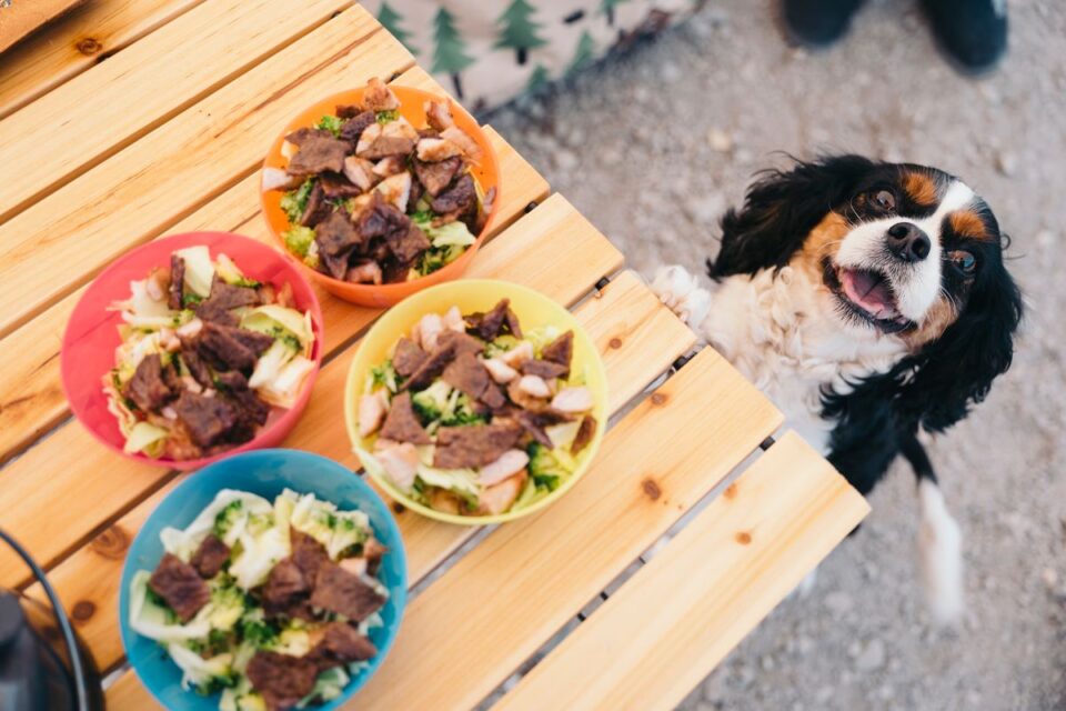 Dog Camping Essentials: 15 Items For Your Best Friend's Camping Trip ...