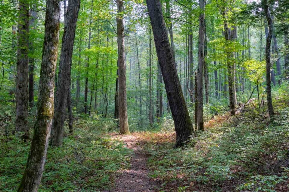 Cherokee National Forest Camping Guide - Beyond The Tent
