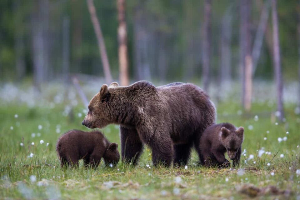 How to Use Bear Spray and Stay Safe From Bears - Beyond The Tent