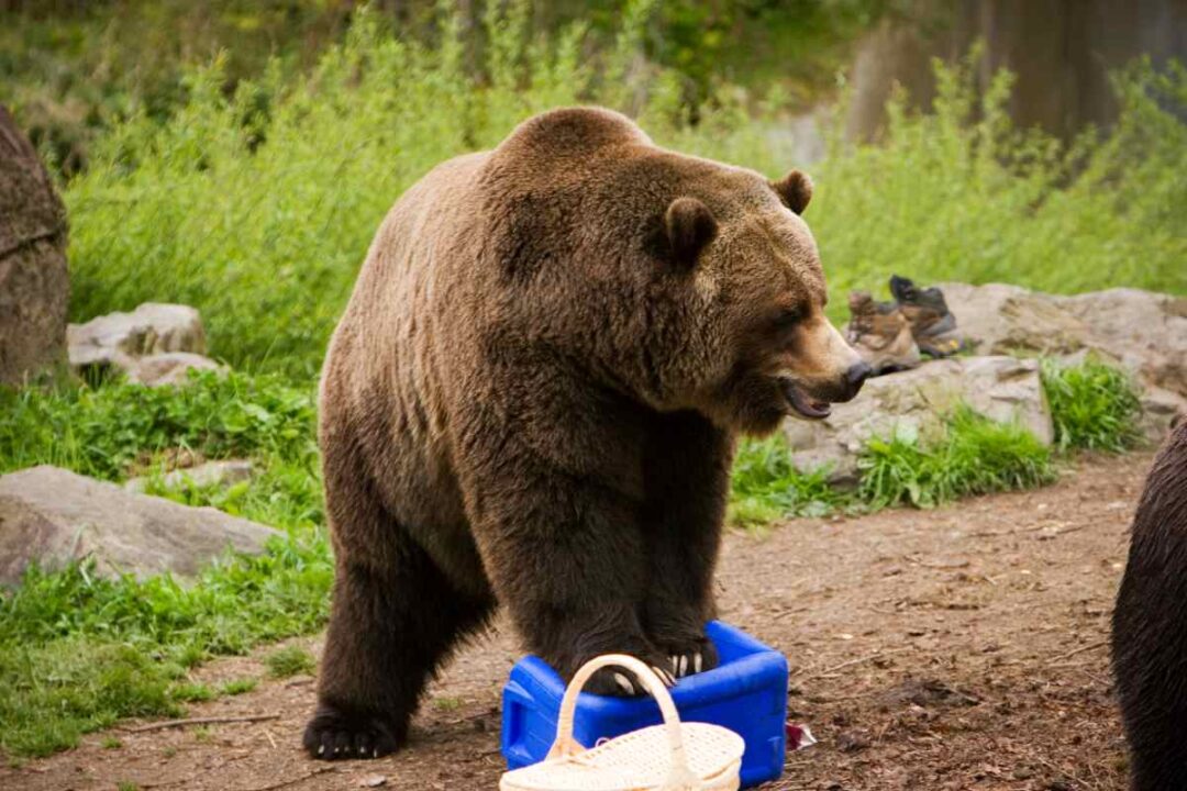 13 Awesome Ideas for Setting Things Up Inside Your Tent - Beyond The Tent