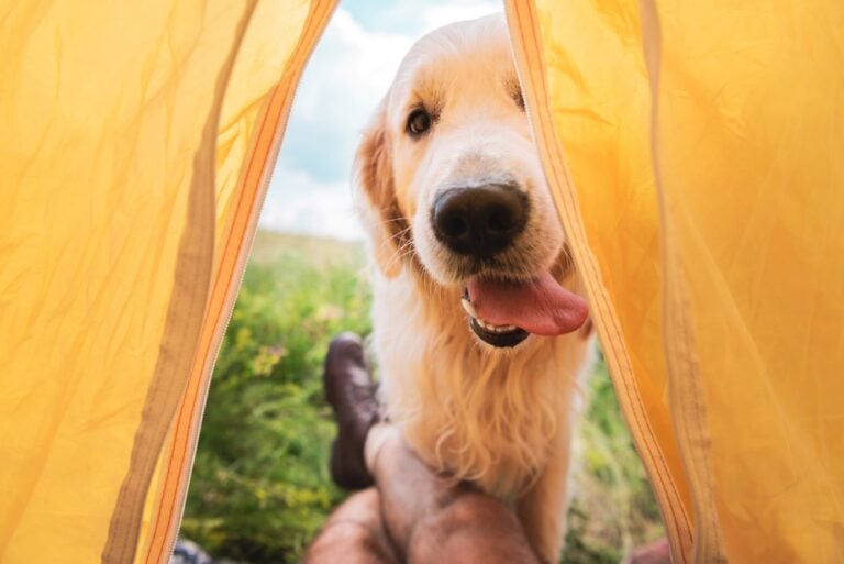 The Best Tent for Camping With Dogs: Our Top 5 Picks - Beyond The Tent