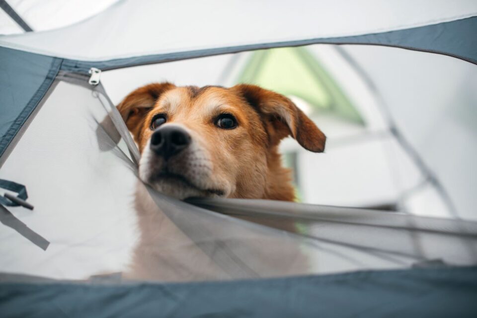 The Best Tent for Camping With Dogs: Our Top 5 Picks - Beyond The Tent