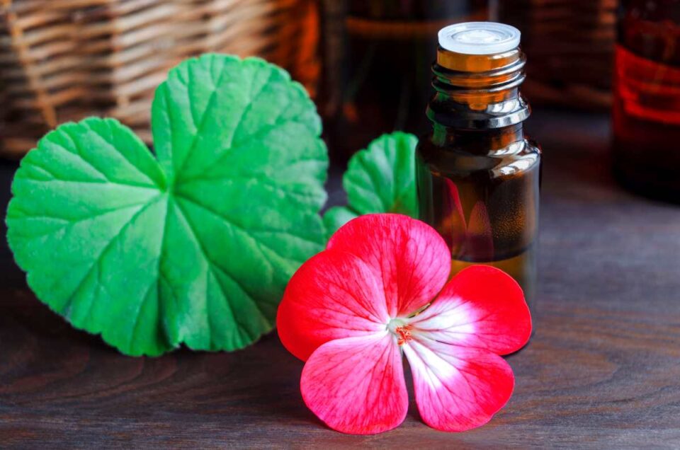 The Best Natural Mosquito Repellent: We Tried Them All! - Beyond The Tent