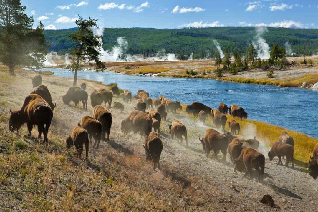 Experience Yellowstone: the Complete Guide to Yellowstone RV Camping ...