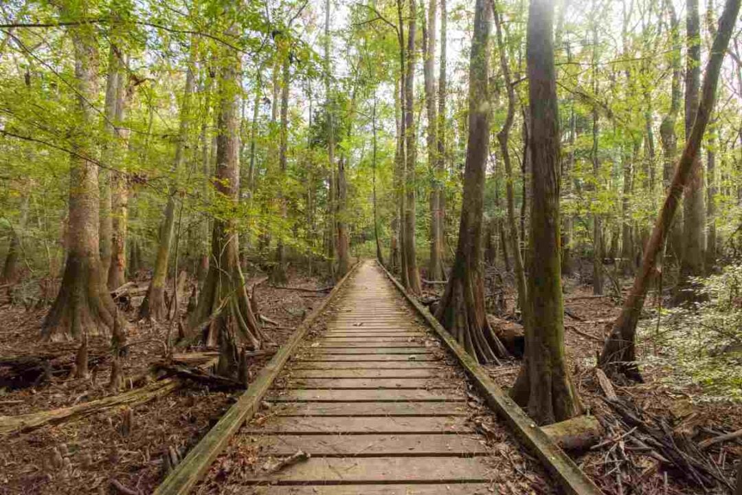 15 of the Best Trails for Hiking in South Carolina - Beyond The Tent