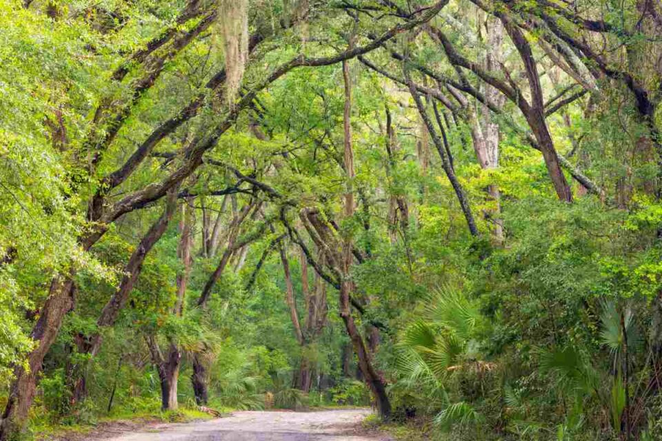 15 of the Best Trails for Hiking in South Carolina - Beyond The Tent