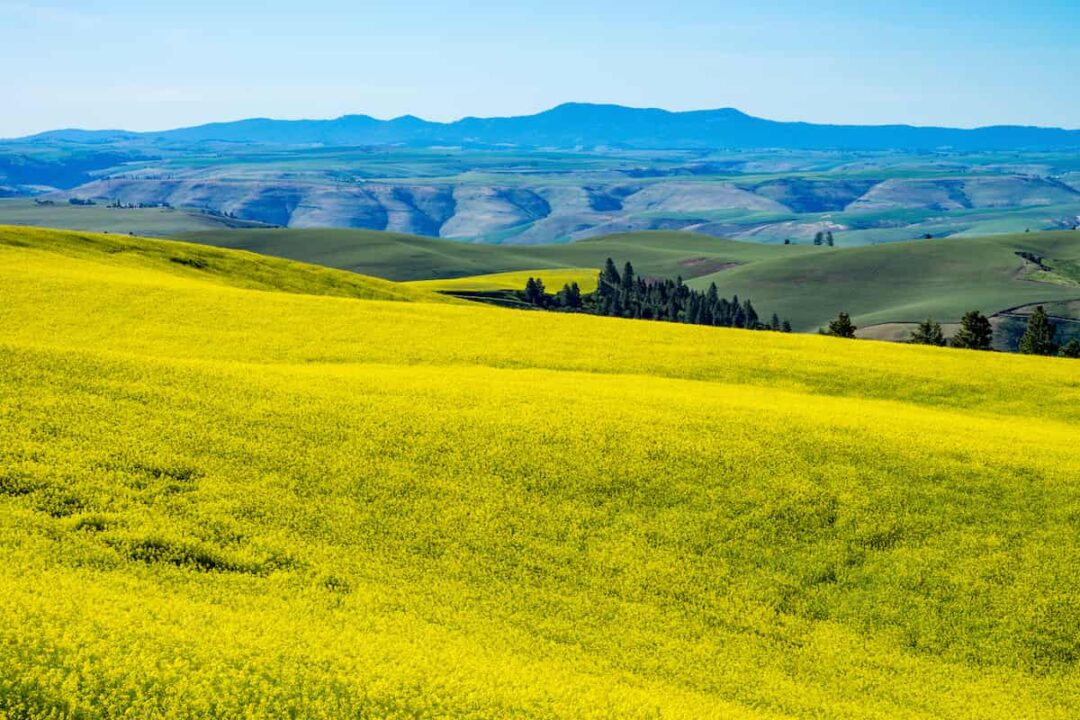 The 20 Best Spots for Glamping in Washington - Beyond The Tent